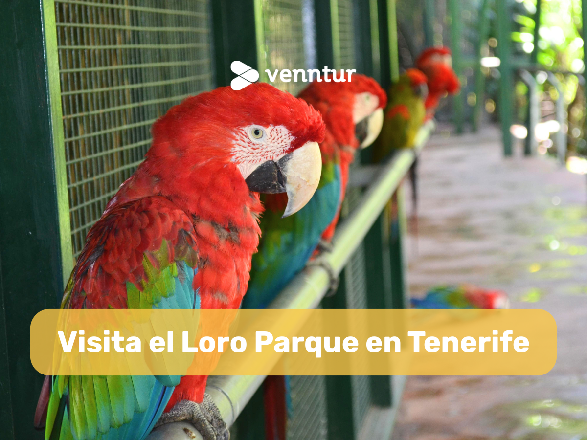 Loro Parque Tenerife: Tickets, Opening Hours and Tips Guide